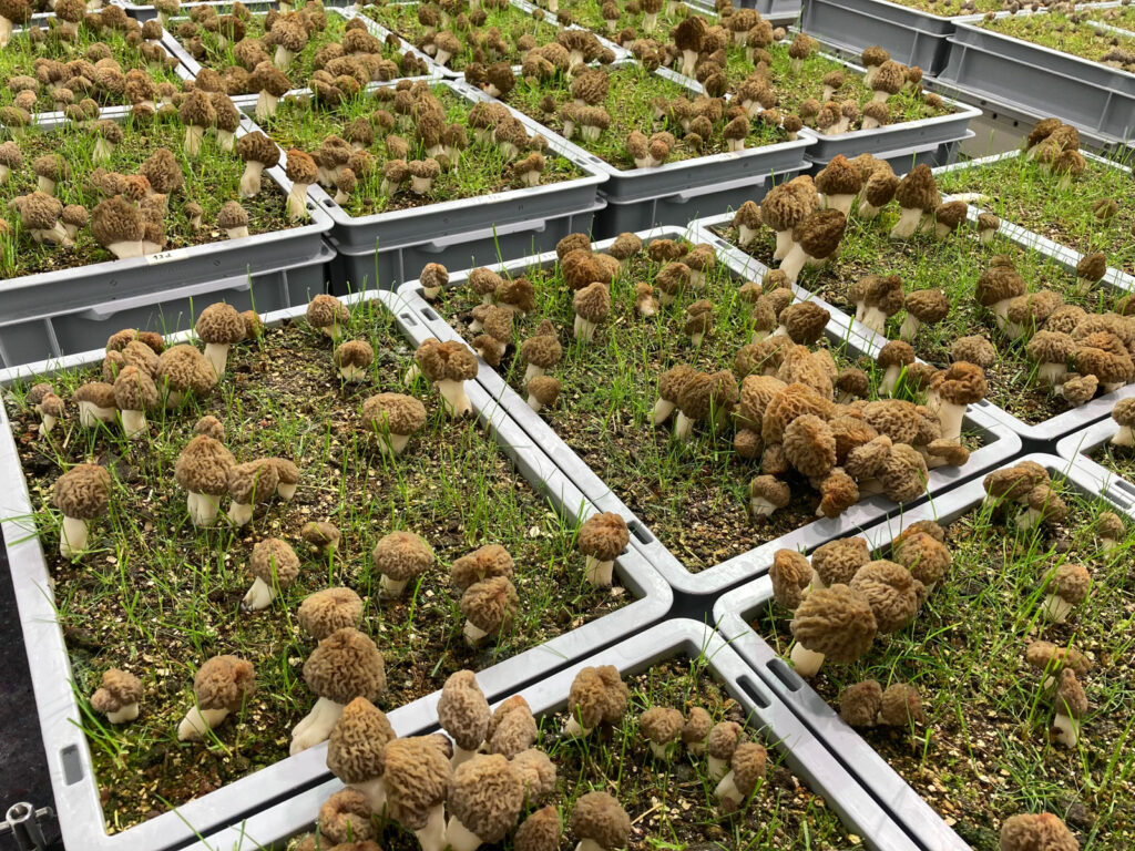 The Morel Project - The Danish Morel Project