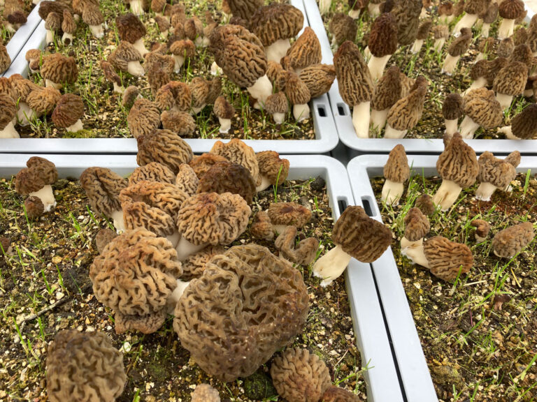 The Morel Project - The Danish Morel Project